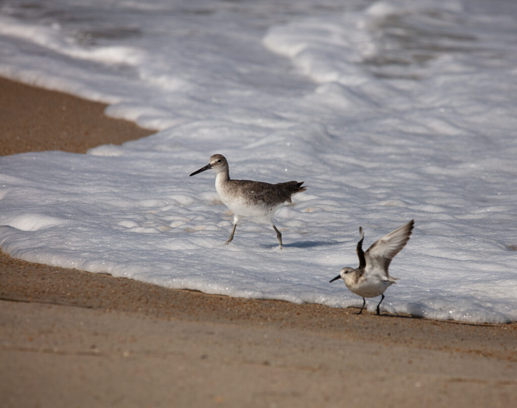 Birding the OBX : Video Bird watching adventures - Best Life Birding ... Birding the OBX : Video Bird watching adventures - Best Life Birding ...